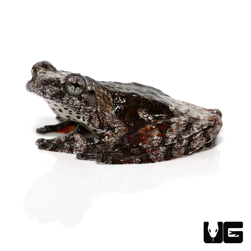 Bird Poop Tree Frog – Single | Amphibians | lizardtank.com